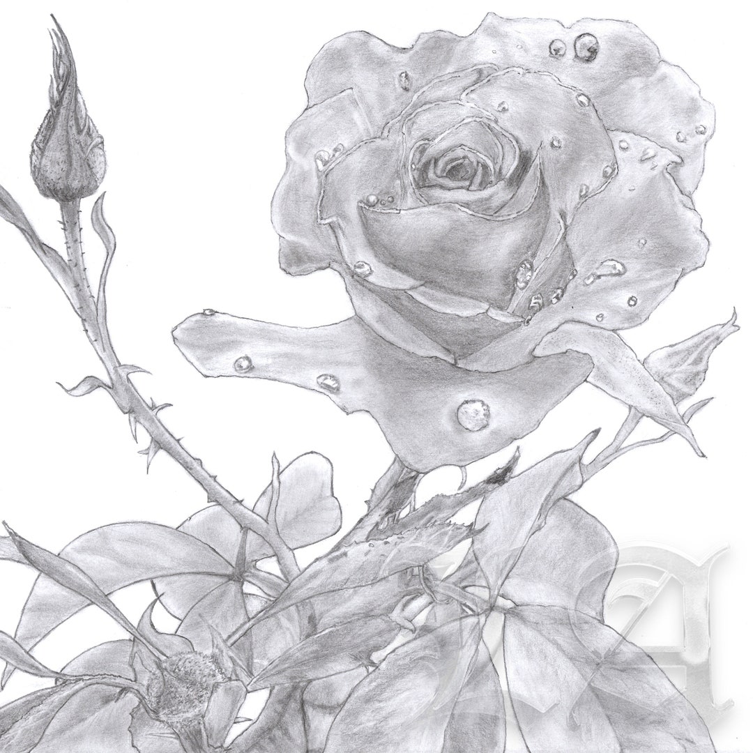 Rose Drawing, Print of Hand Drown Rose. - Etsy