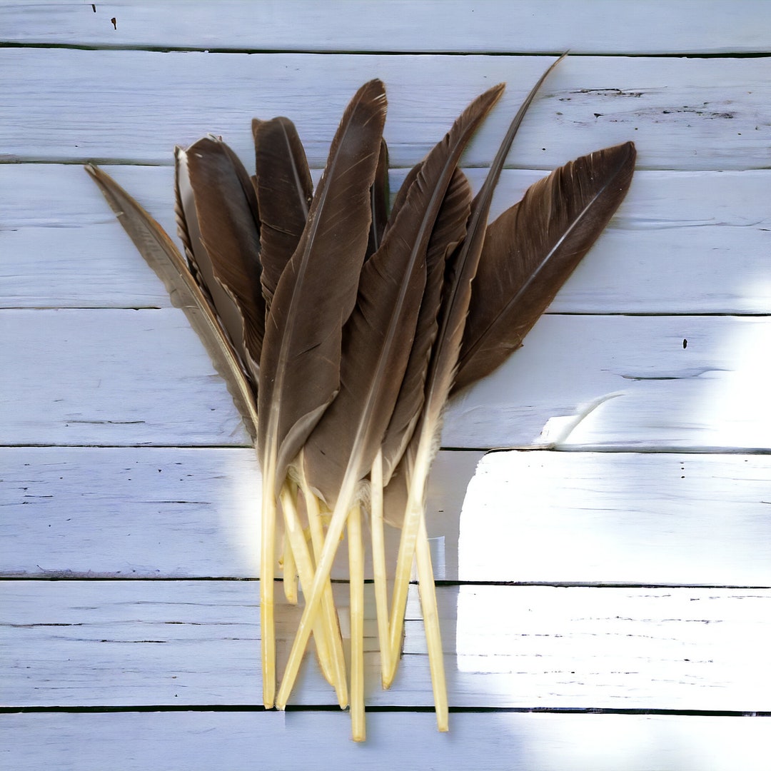 12 Large Foraged Cruelty Free Canada Goose Feathers, Alter Crafting DIY ...