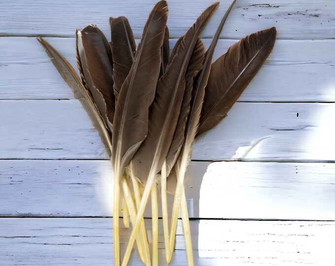 12 Large Foraged Cruelty Free Canada Goose Feathers | Alter Crafting ...