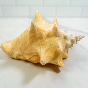 Vintage Conch Shell, Large Seashell Beach Souvenir - Etsy