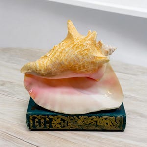 Vintage Conch Shell, Large Seashell Beach Souvenir - Etsy