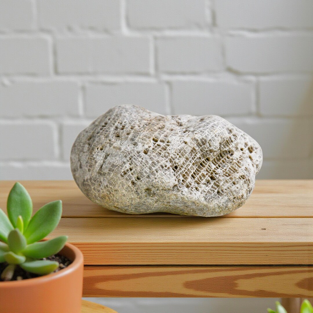 Lake Ontario Favosites Honeycomb Coral Fossil Water Worn Specimen - Etsy