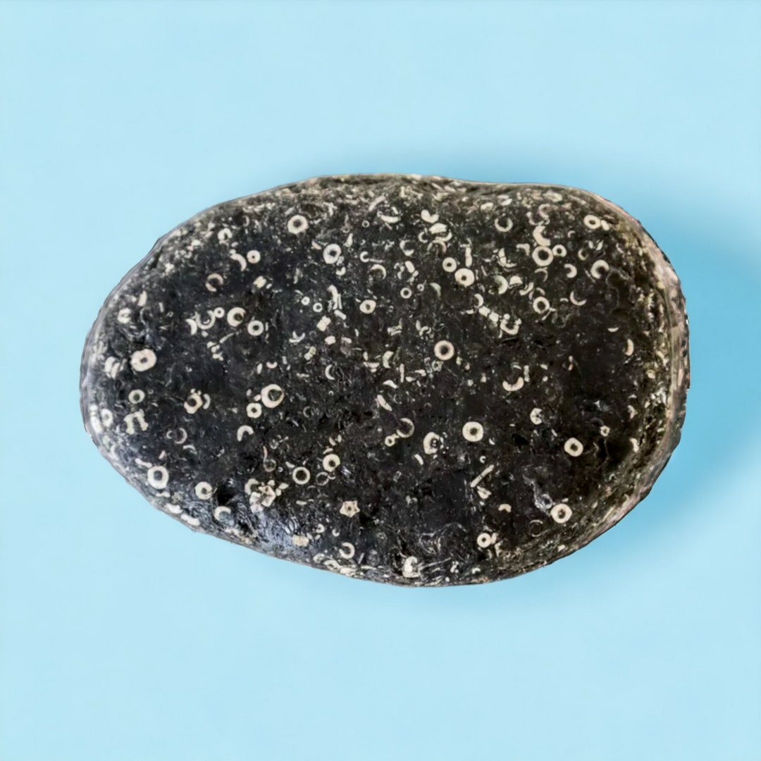 Crinoid Fossil Shale Rock Stone Specimen Paperweight Lake Ontario Beach ...