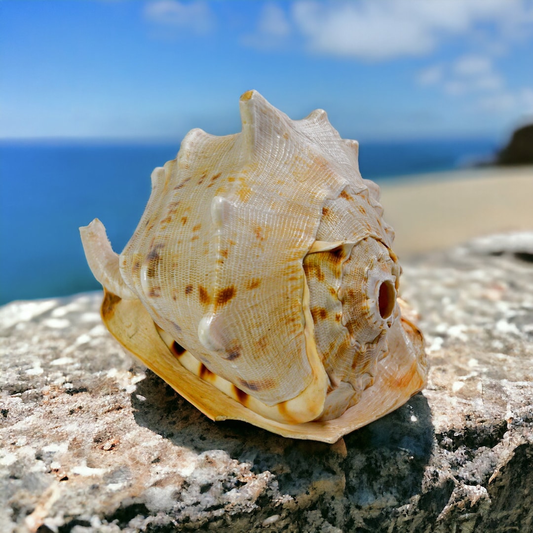 Queen Helmet Shell Large Conch Shell Beach Souvenir Seashell Specimen ...