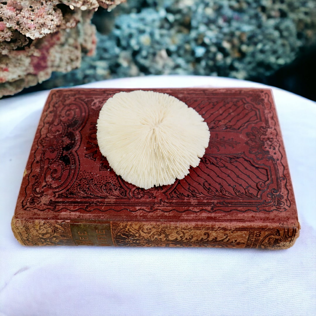 Fungia Coral Fossil Stone Rock Mineral Specimen Aquarium - Etsy