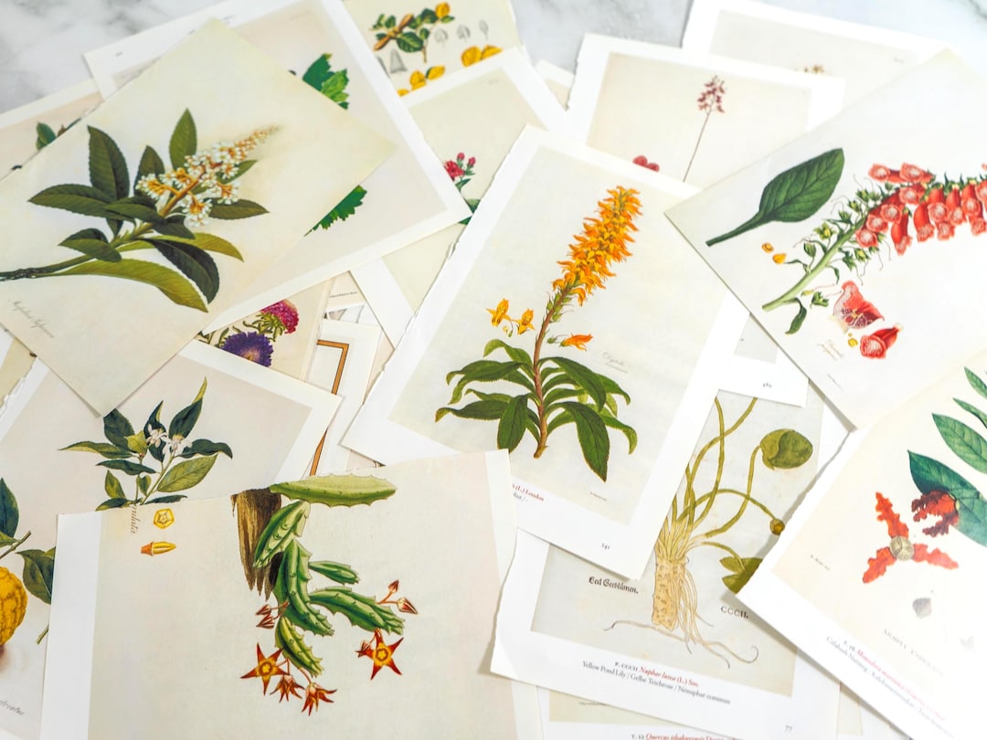 Vintage Botanical Book Pages – Set of 30 for Collage, Junk Journaling ...
