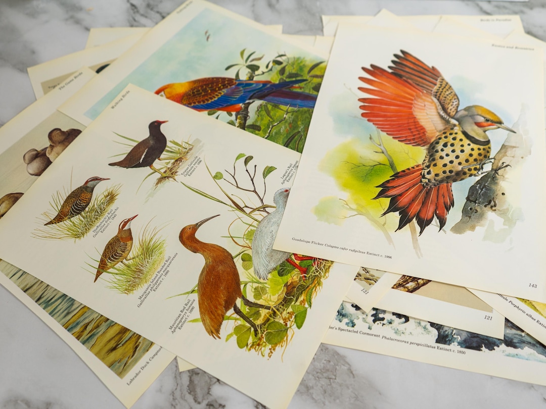 Vintage Extinct Birds Art Prints: Collage, Scrapbooking (17 Pages) - Etsy