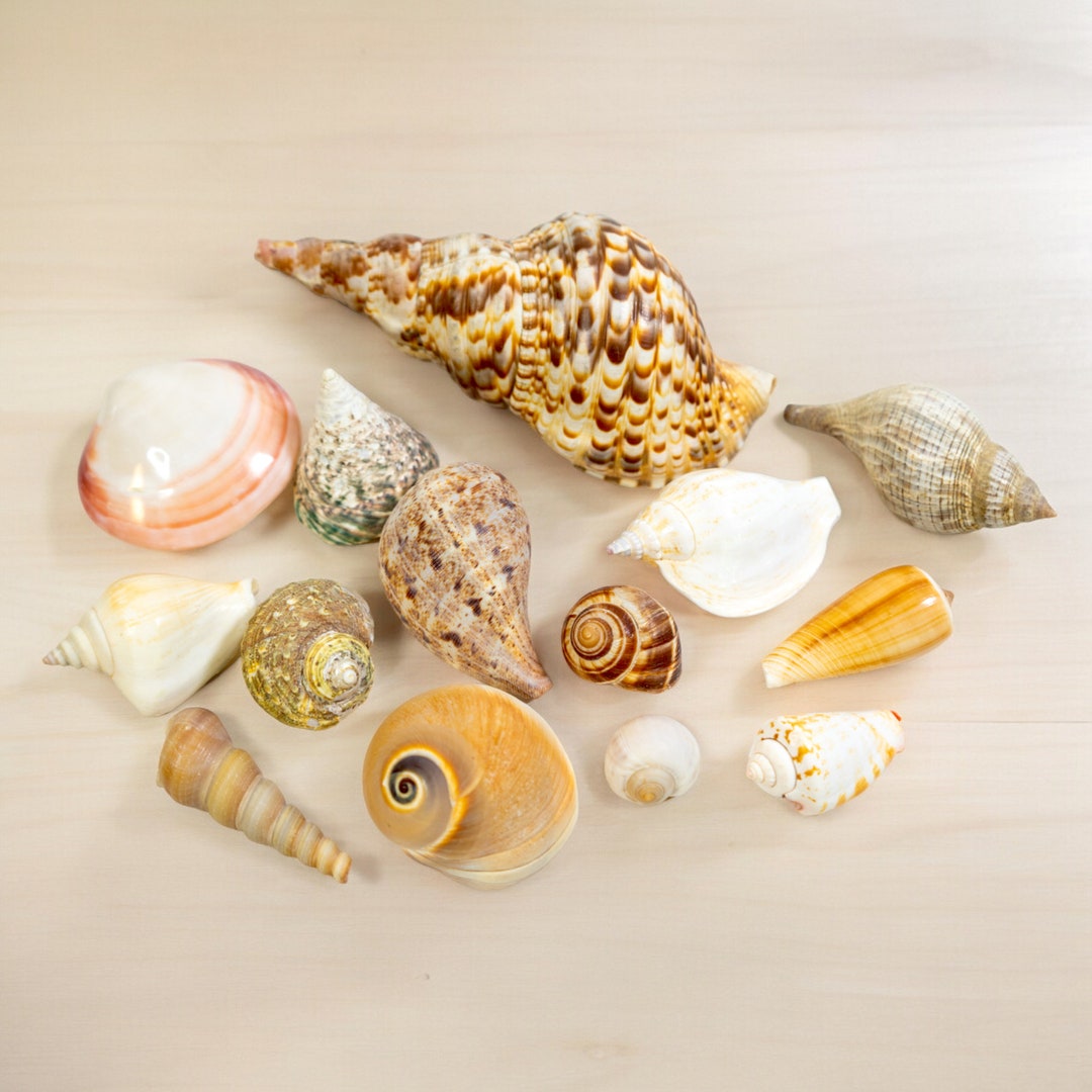 Collection of Shells Seashell Lot Snail Shells - Etsy