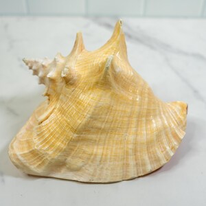 Vintage Conch Shell, Large Seashell Beach Souvenir - Etsy