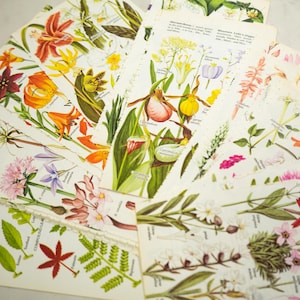 Set of 25 Vintage Botanical Book Pages – Floral Ephemera for Junk ...