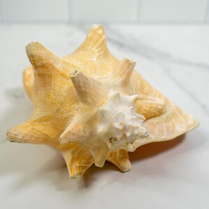 Vintage Conch Shell, Large Seashell Beach Souvenir - Etsy