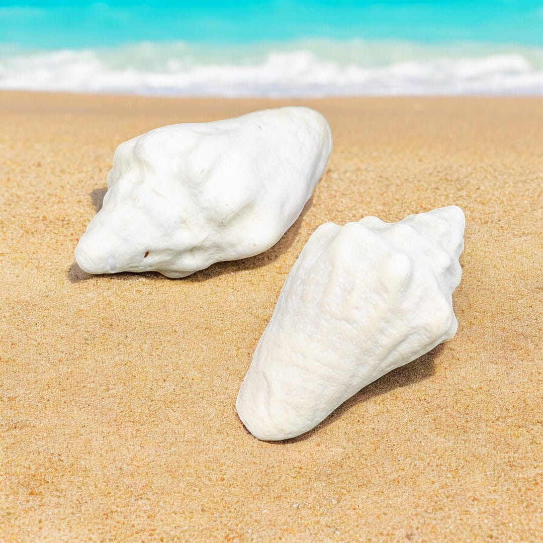 White Shell Set Conch Shells Beach Souvenirs Seashell Specimen - Etsy