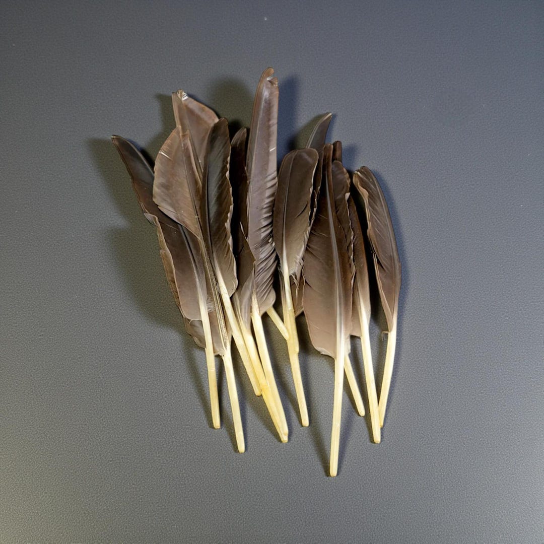Large Foraged Canada Goose Feathers – Lot of 12 | Cruelty Free & Ready ...
