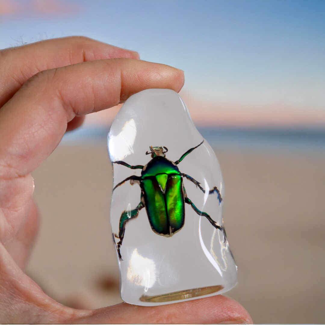 Asian Giant Horned Beetle Suspended in Clear Resin | Vintage Insect ...