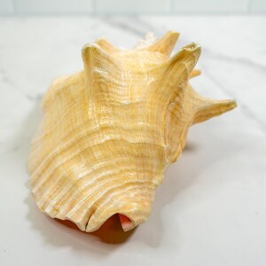 Vintage Conch Shell, Large Seashell Beach Souvenir - Etsy