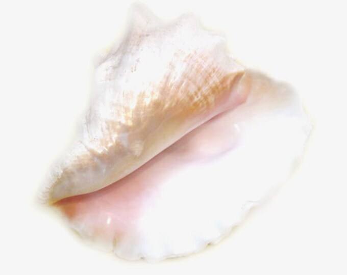 Pink Conch Shell / Seashell Beach Souvenir - Etsy