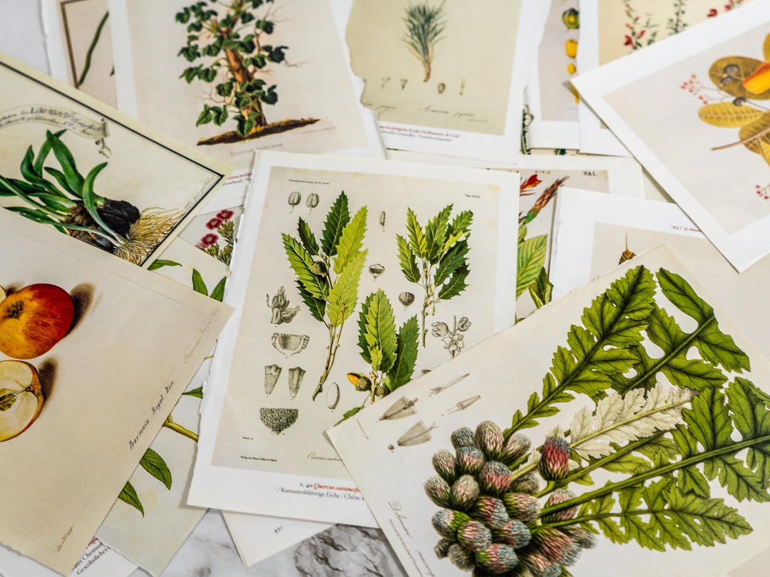Vintage Botanical Book Pages | Set of 25 German Illustrations for Junk ...