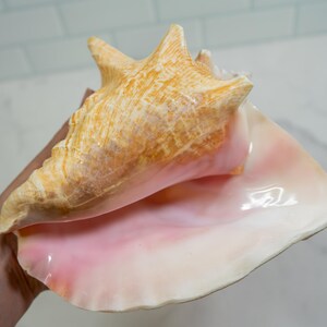 Vintage Conch Shell, Large Seashell Beach Souvenir - Etsy