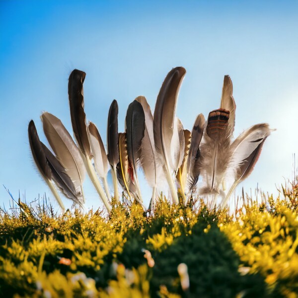 Cruelty Free Feathers - Etsy