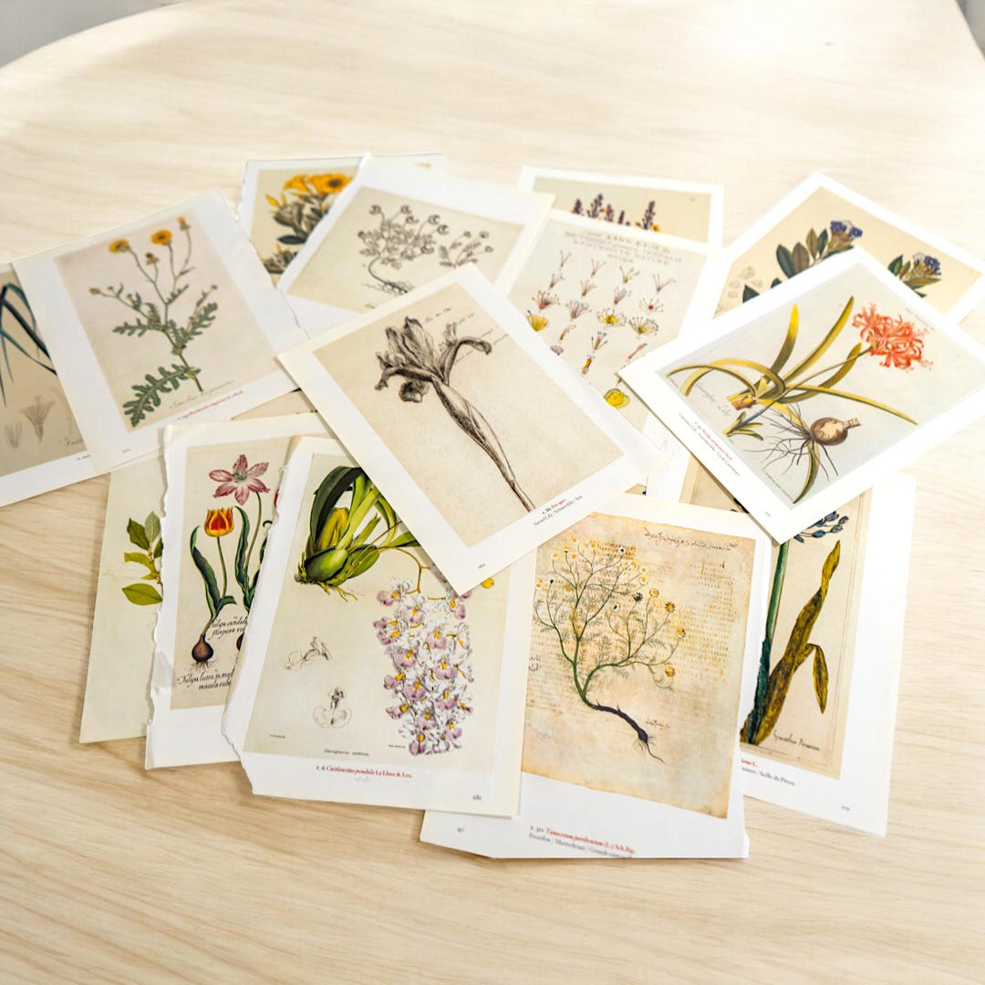 Curated Vintage Botanical Book Pages Bundle – Set of 20 German Plant ...
