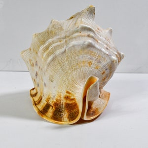 Queen Helmet Shell Large Conch Shell Beach Souvenir Seashell Specimen ...