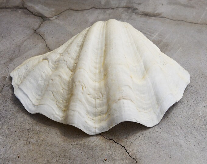 Giant White Clam Shell | Large Shell | Beach Souvenir | Seashell ...