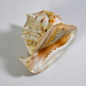 Queen Helmet Shell Large Conch Shell Beach Souvenir Seashell Specimen ...