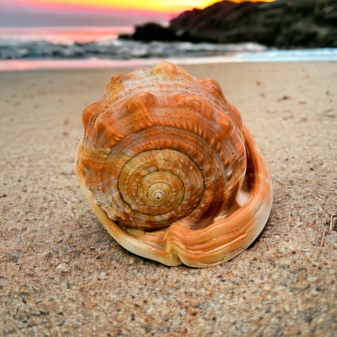 Helmet Bull Mouth Conch Shell Beach Souvenir Seashell Specimen - Etsy