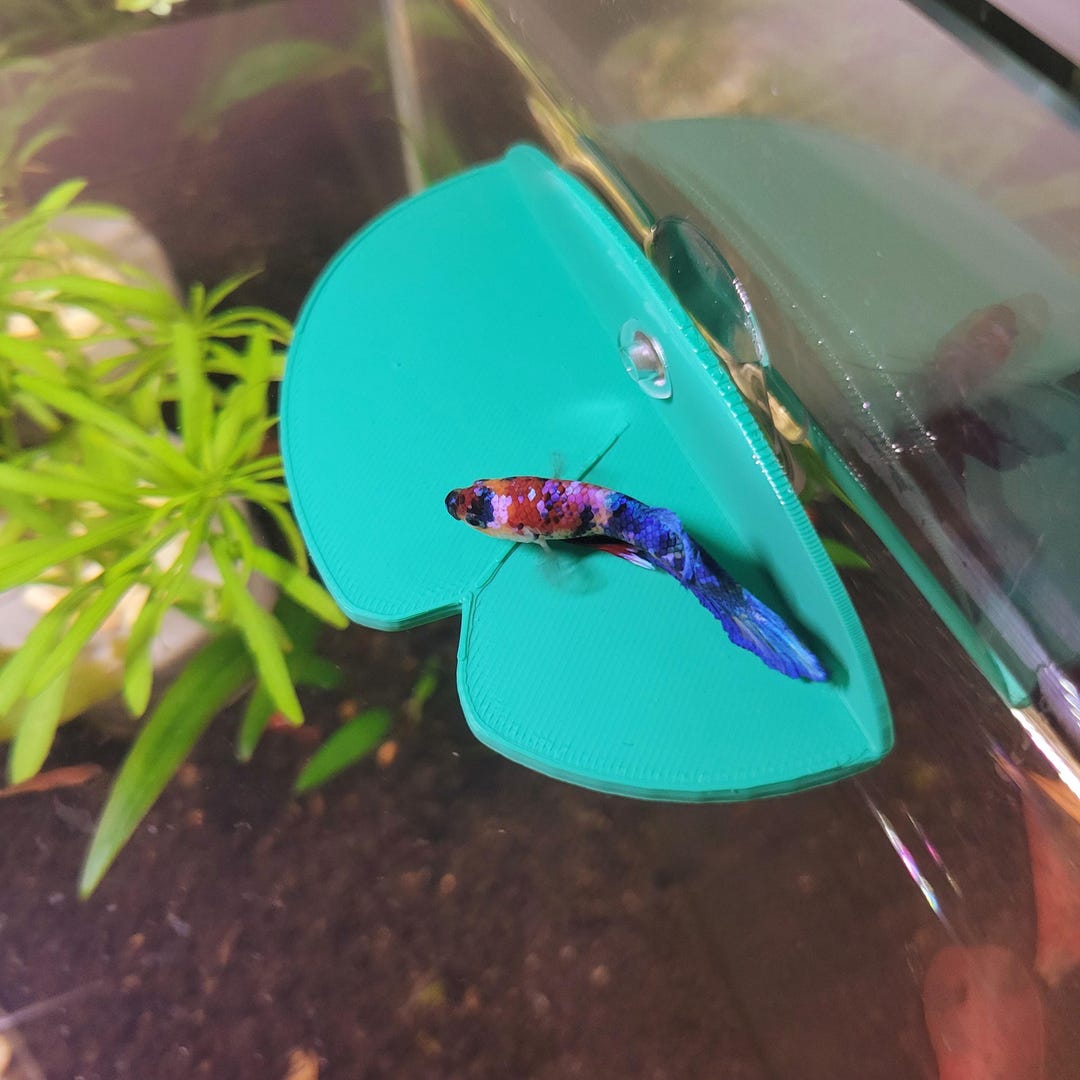 Betta Hammock Perch – Lily Pad Aquarium Resting Ledge – Suction Cup ...