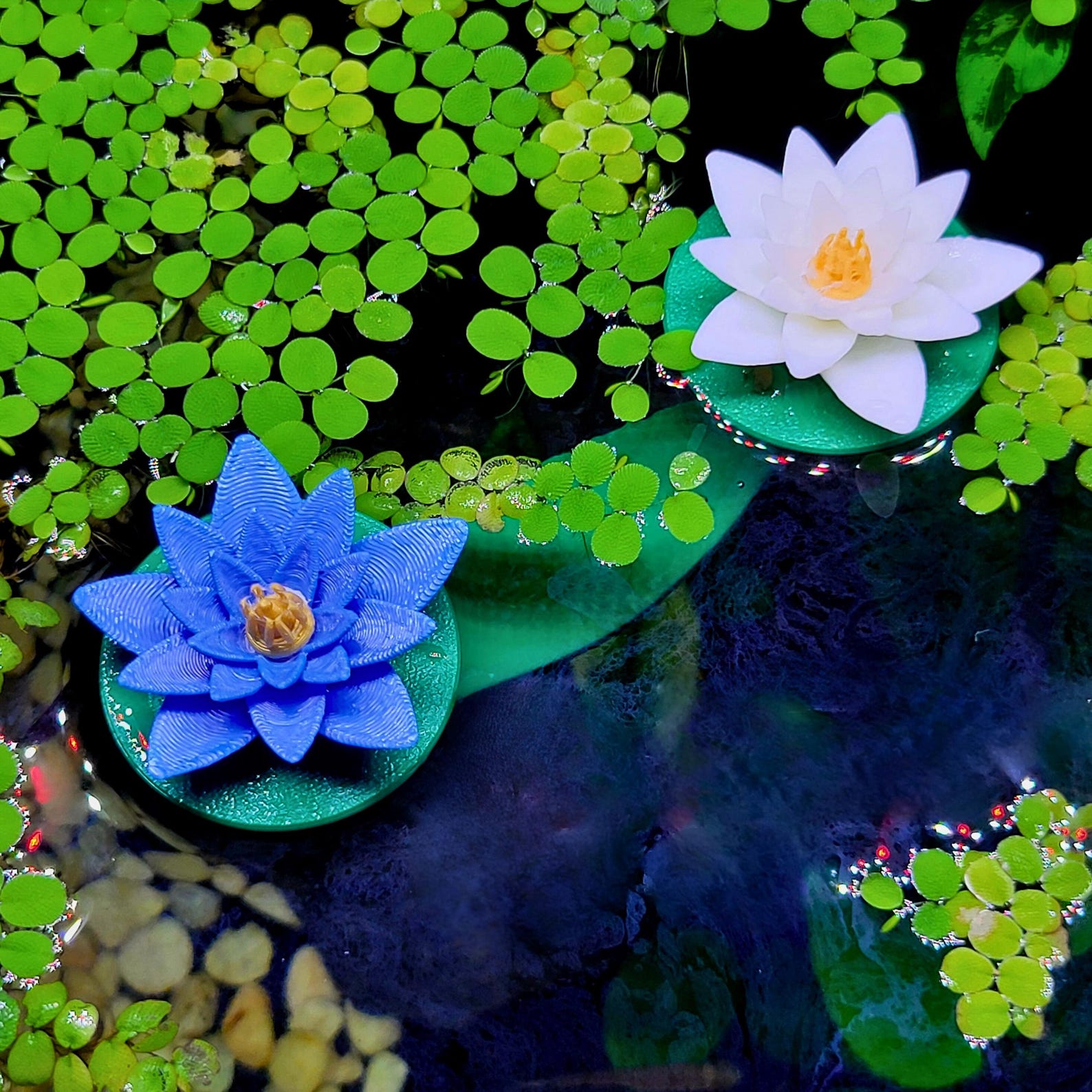 Betta Fish Leaf Hammock, Floating Betta Rest With Water Lily ...