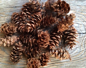 Hemlock Pine Cones - Etsy
