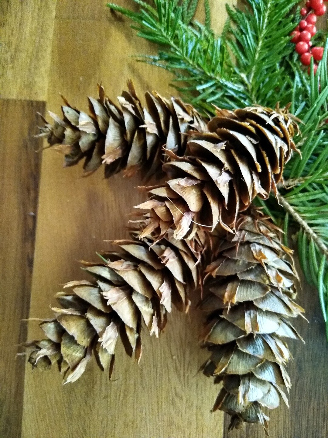 10 Fir Cones Perfect for Your Christmas Holiday Centerpiece Holiday ...