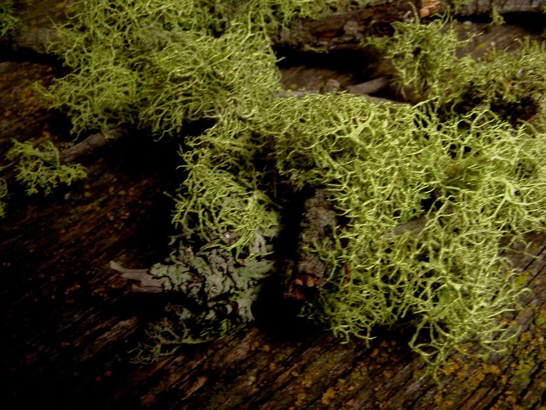 Woodland Lichen Moss - Tree Moss - Forest Moss - Fir Branches - Etsy