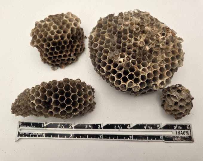 3 Wasp Nests - Natural Abandoned Beehive - Perfect for Science Project ...