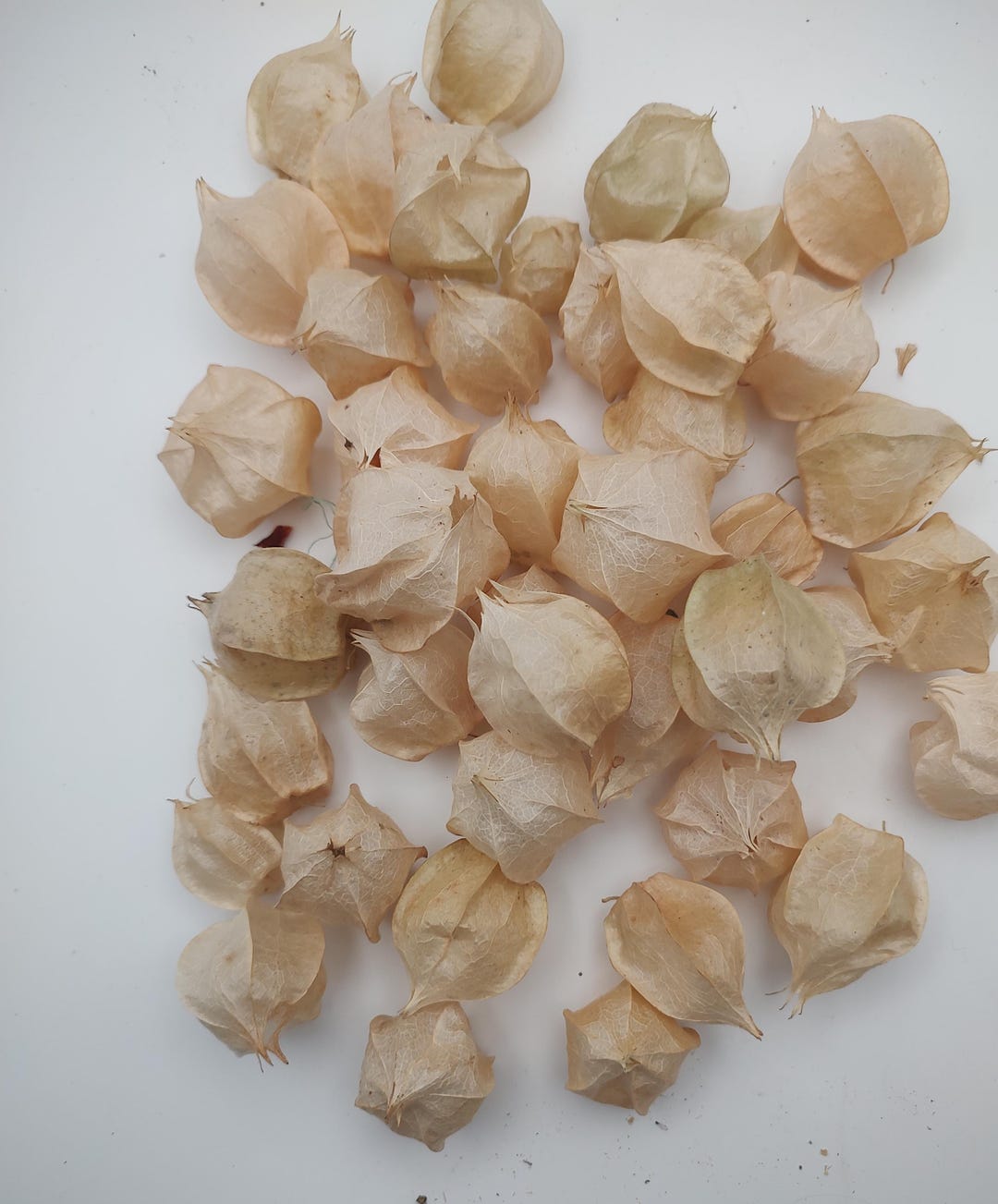 11 Dried Ground Cherry Pods - Sometimes Called Pineapple Ground Cherry ...