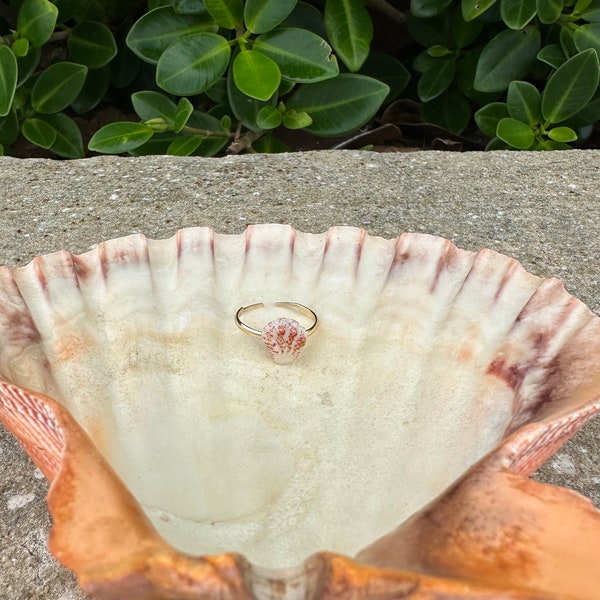 Cats Paw Shell - Etsy