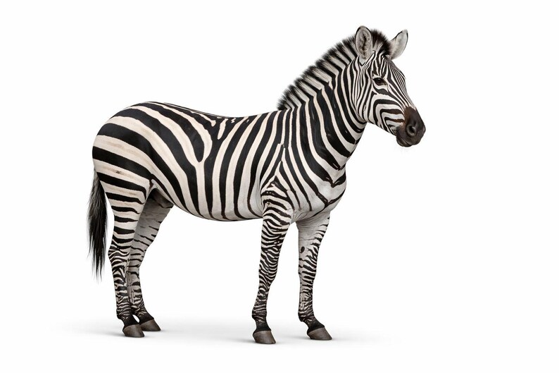 Zebra Drawing Formats: Svg, Png, Jpeg, Gcode, HPGL, TIF, PNG - Etsy