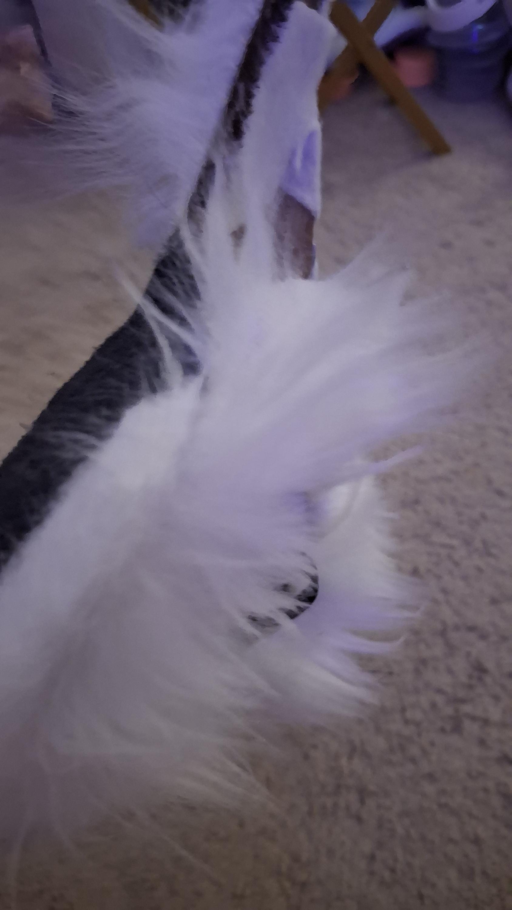 Grey Wolf Therian/furry Mask! - Etsy