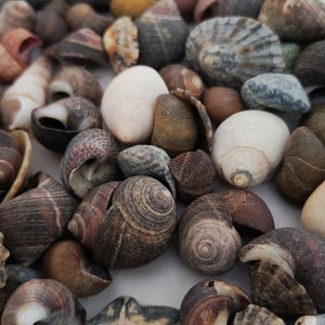 Bulk, 200 Pcs. of Natural Mixed Sea Shells - Etsy