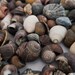 Bulk, 200 Pcs. of Natural Mixed Sea Shells - Etsy