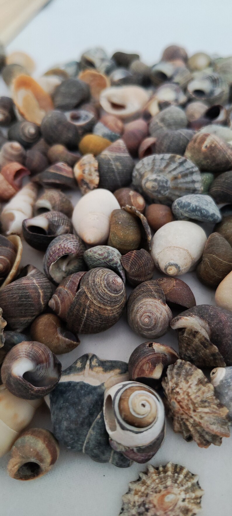 Bulk, 200 Pcs. of Natural Mixed Sea Shells - Etsy