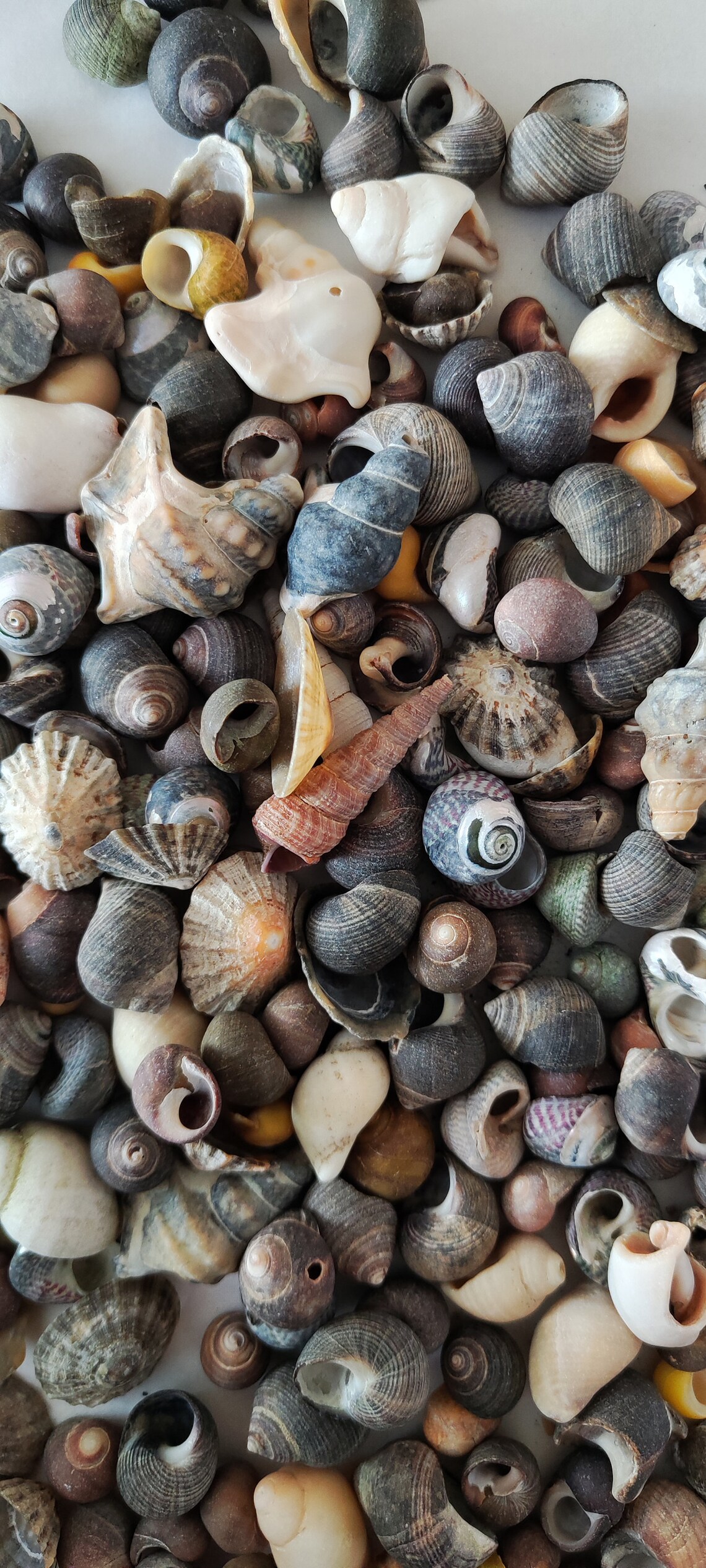 Bulk, 200 Pcs. of Natural Mixed Sea Shells - Etsy