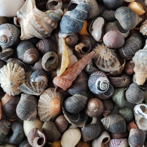 Bulk, 200 Pcs. of Natural Mixed Sea Shells - Etsy
