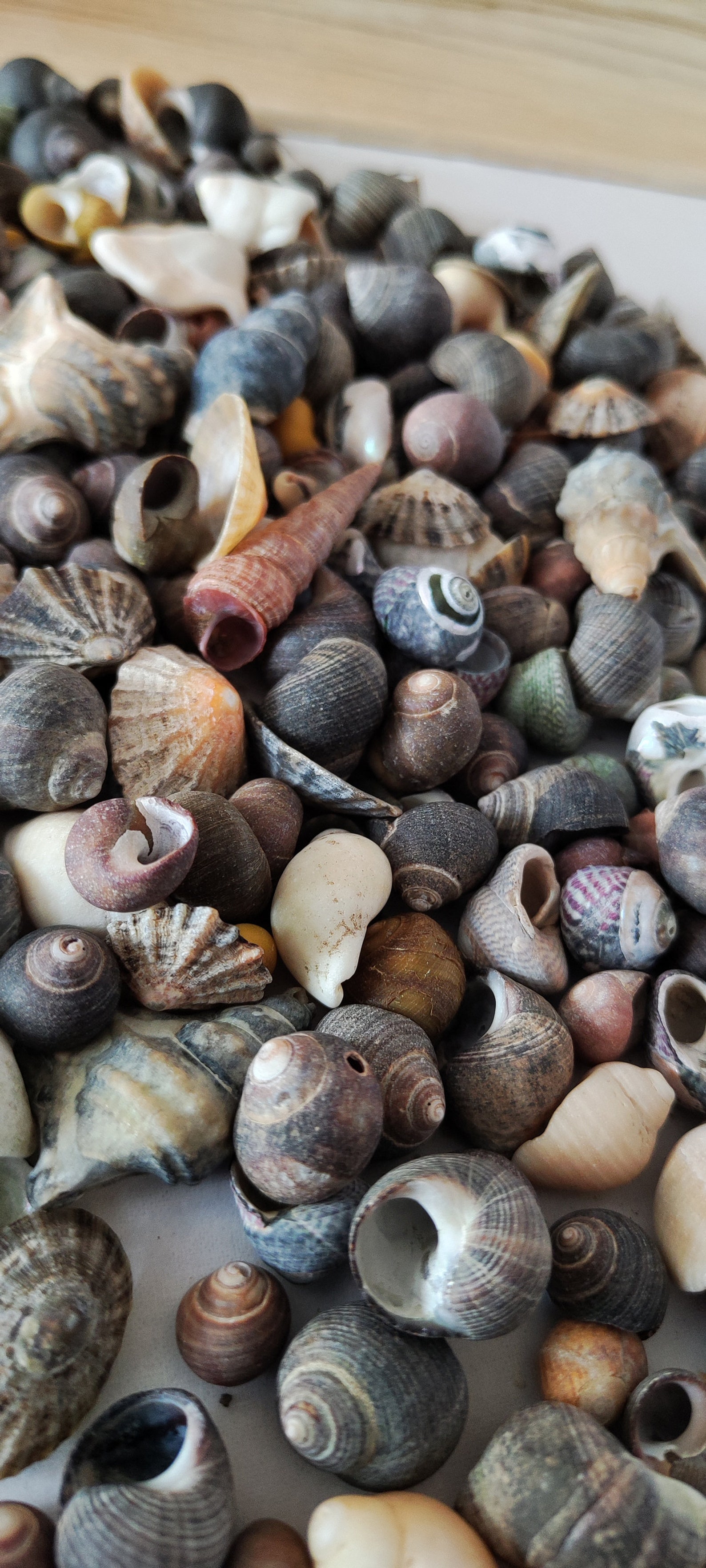 Bulk, 200 Pcs. of Natural Mixed Sea Shells - Etsy
