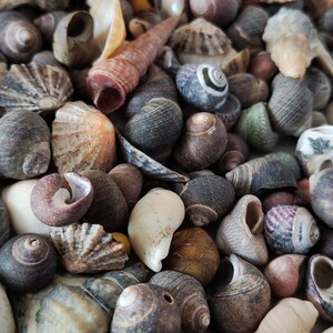 Bulk, 200 Pcs. of Natural Mixed Sea Shells - Etsy