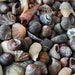 Bulk, 200 Pcs. of Natural Mixed Sea Shells - Etsy