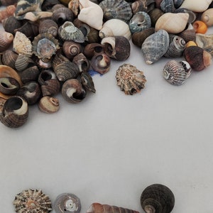 Bulk, 200 Pcs. of Natural Mixed Sea Shells - Etsy