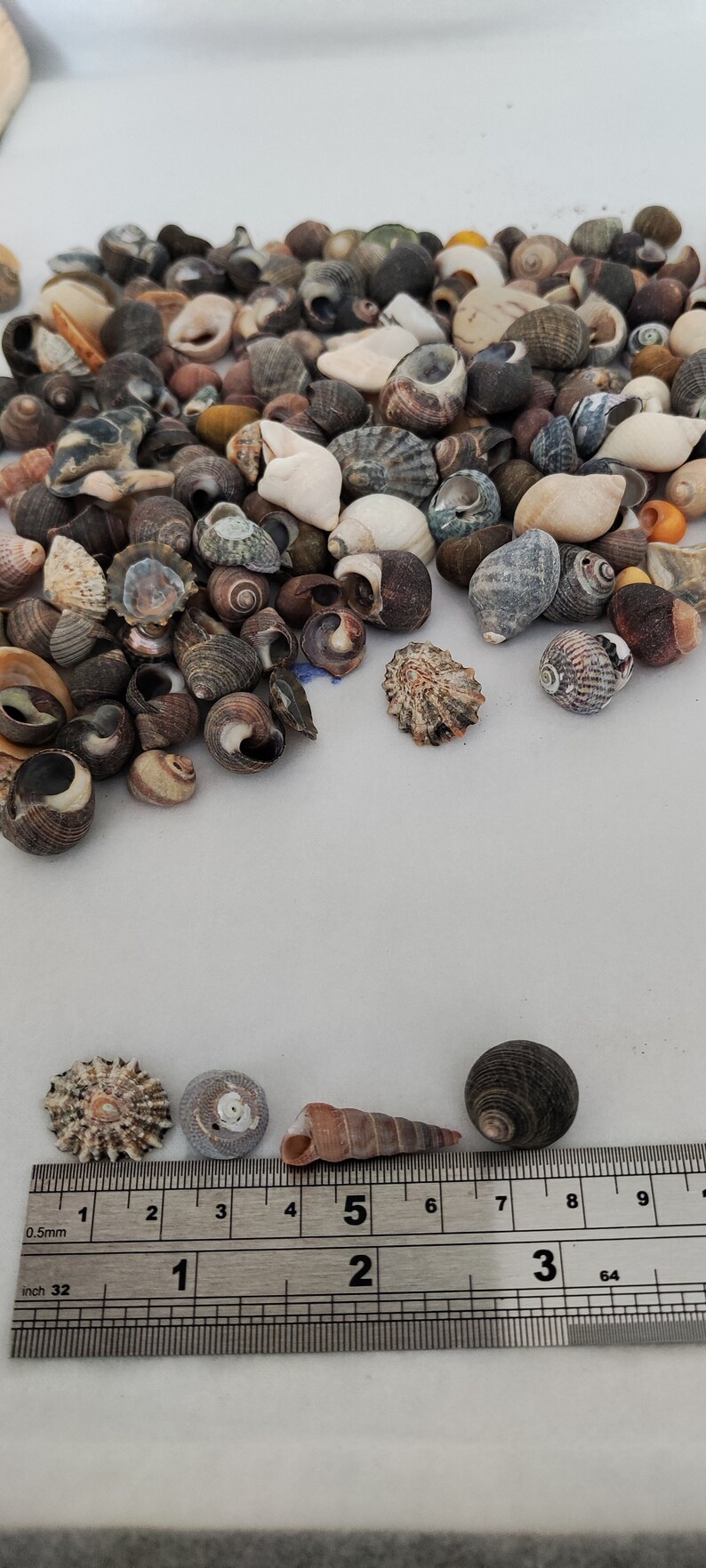 Bulk, 200 Pcs. of Natural Mixed Sea Shells - Etsy