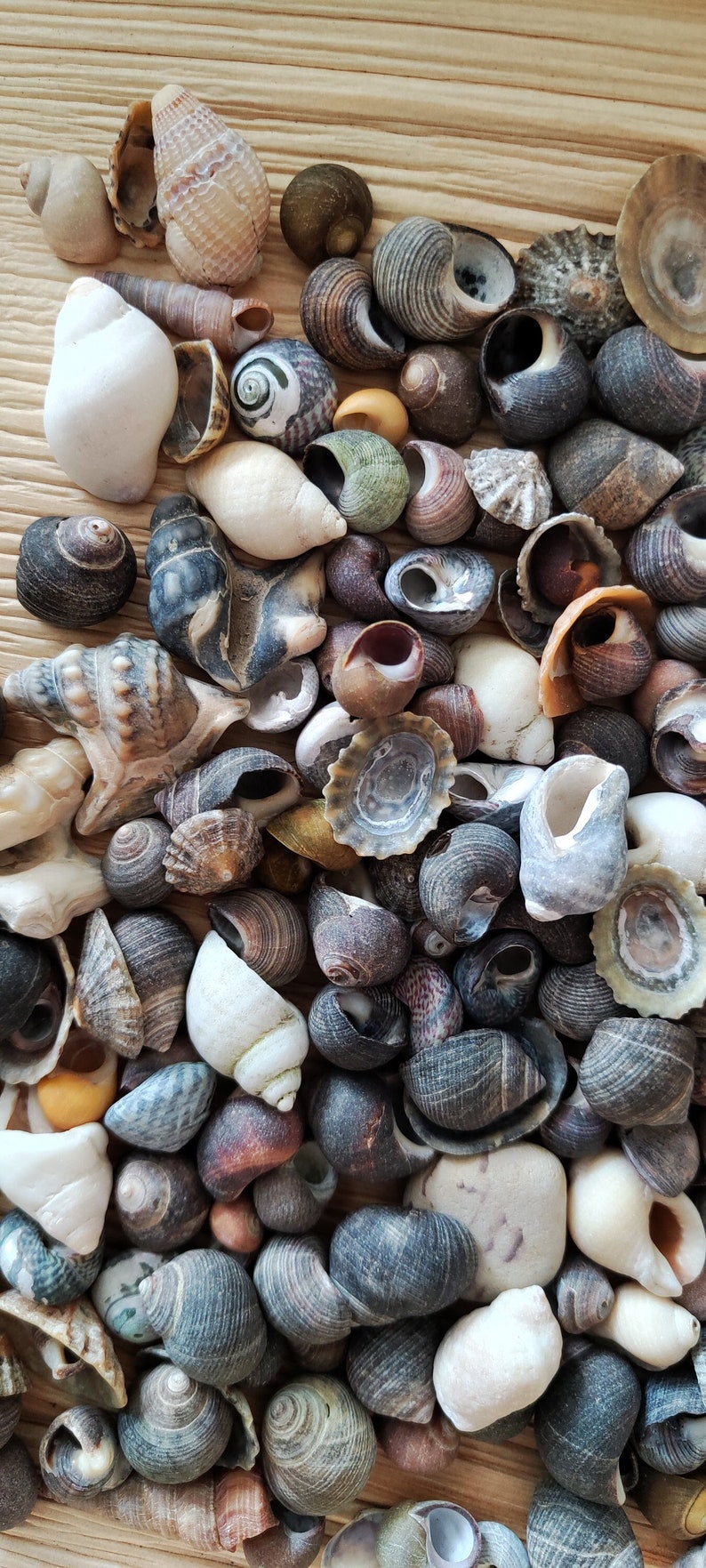 Bulk, 200 Pcs. of Natural Mixed Sea Shells - Etsy