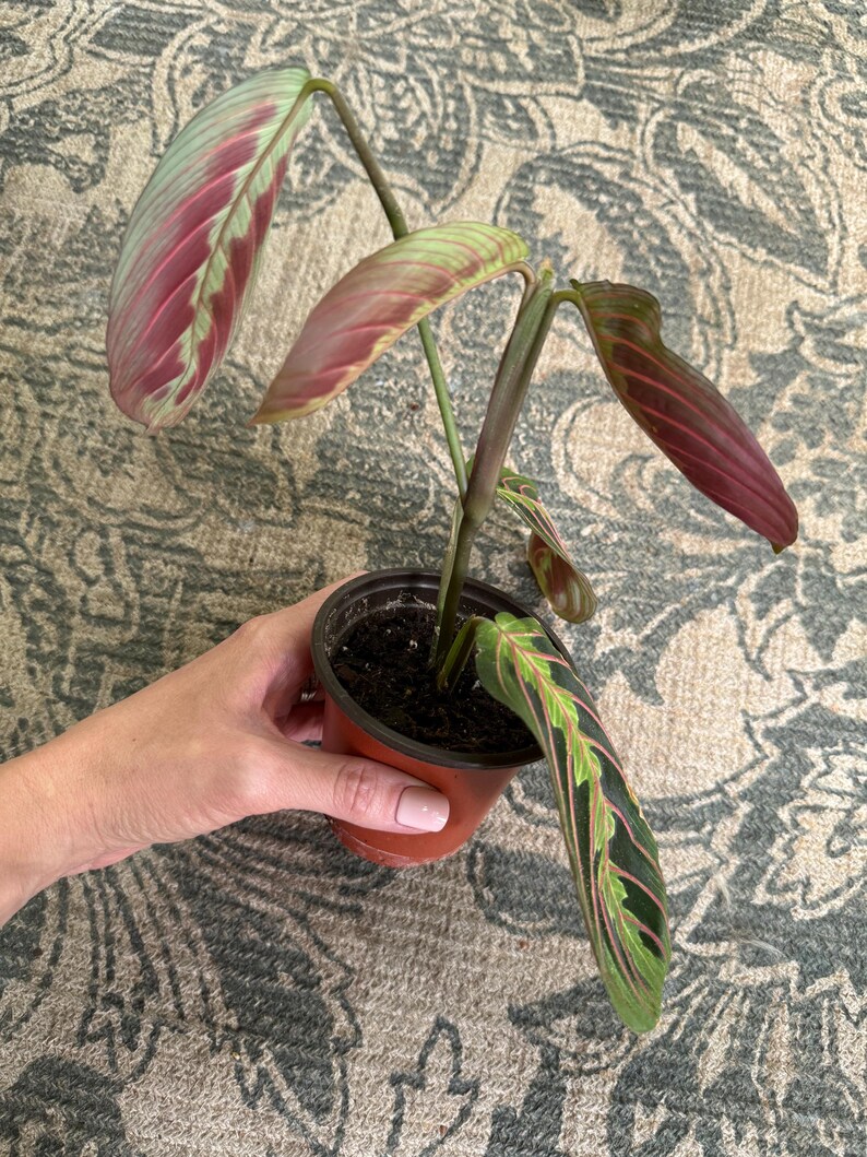Red Maranta Prayer Plant 3in Pot - Etsy